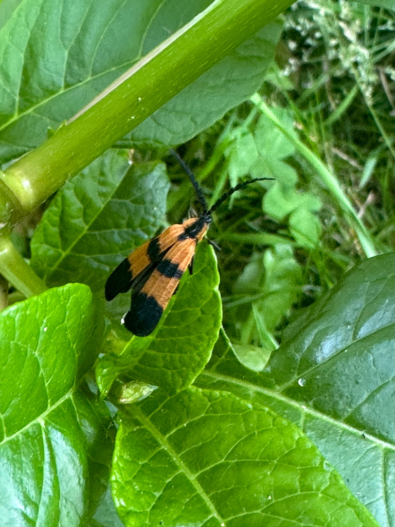 Reticulated Net-winged Beetle from Valley View on June 9, 2024 at 03:09 ...