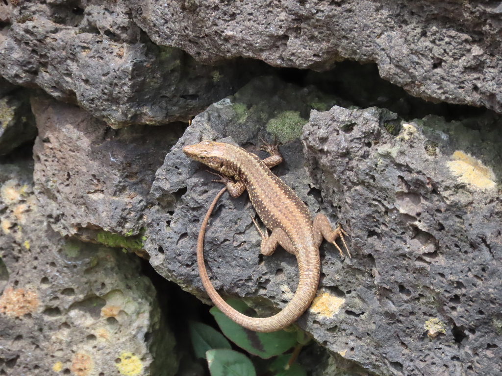 Madeira Lizard from Ponta Delgada, Portugal on April 27, 2024 at 12:55 ...