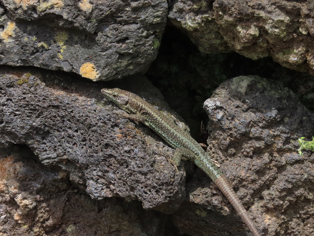 Madeira Lizard from Ponta Delgada, Portugal on April 27, 2024 at 12:55 ...