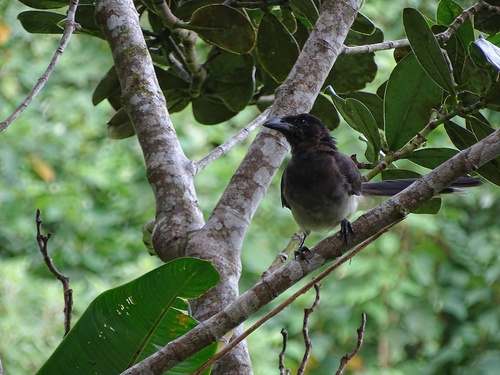 Subespecie Psilorhinus morio morio · NaturaLista Colombia