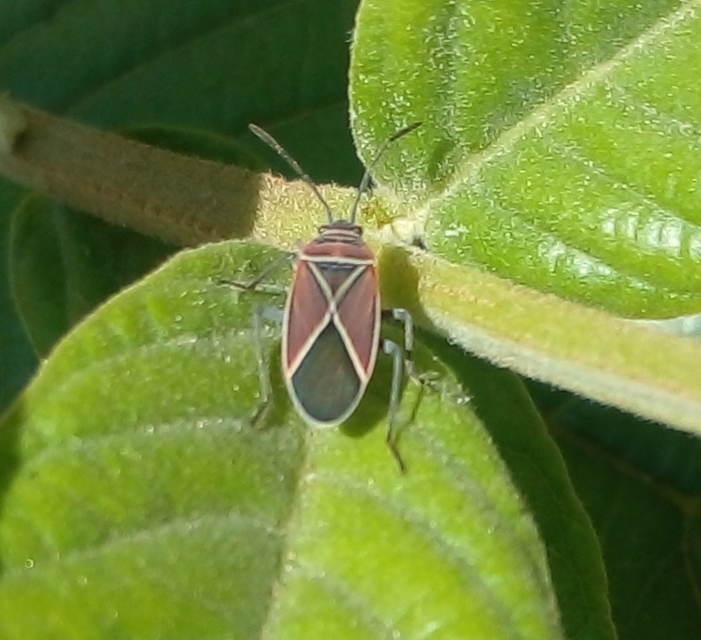 White-crossed Seed Bug from Tecalitlán on June 9, 2024 at 11:07 AM by ...