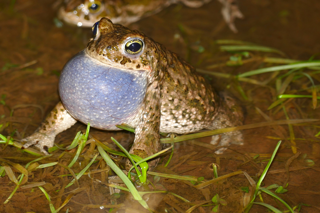 Sapo-corredor (Anfíbios do Parque Natural do Alvão) · iNaturalist