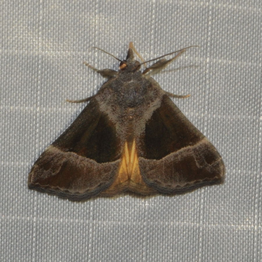 Hypena opulenta (Erebidae of the United States Pt.1) · iNaturalist