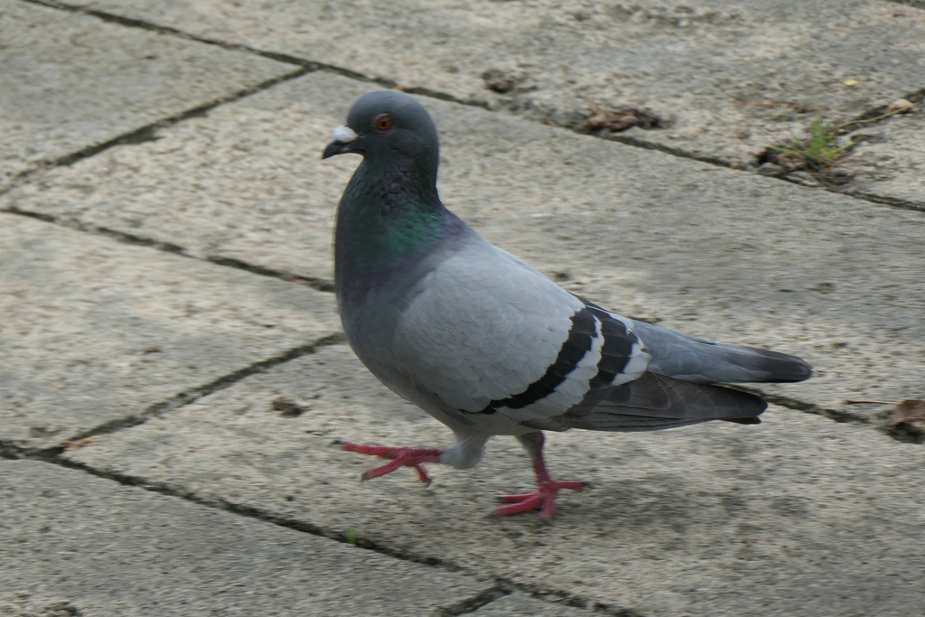 Feral Pigeon from Matsuyama, Naha, Okinawa 900-0032, Japan on May 18 ...