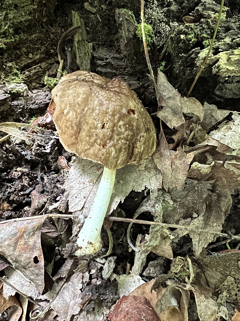 Pluteus hongoi from West County Road 350 South, Holton, IN, US on June ...