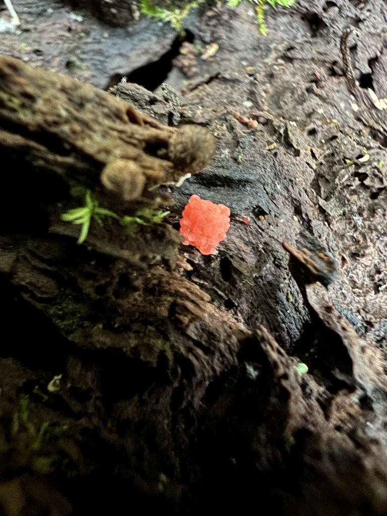 Red Raspberry Slime Mold from West County Road 350 South, Holton, IN ...