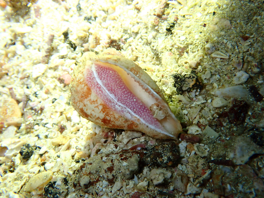 Morum veleroae in May 2024 by Billy Bensted-Smith · iNaturalist
