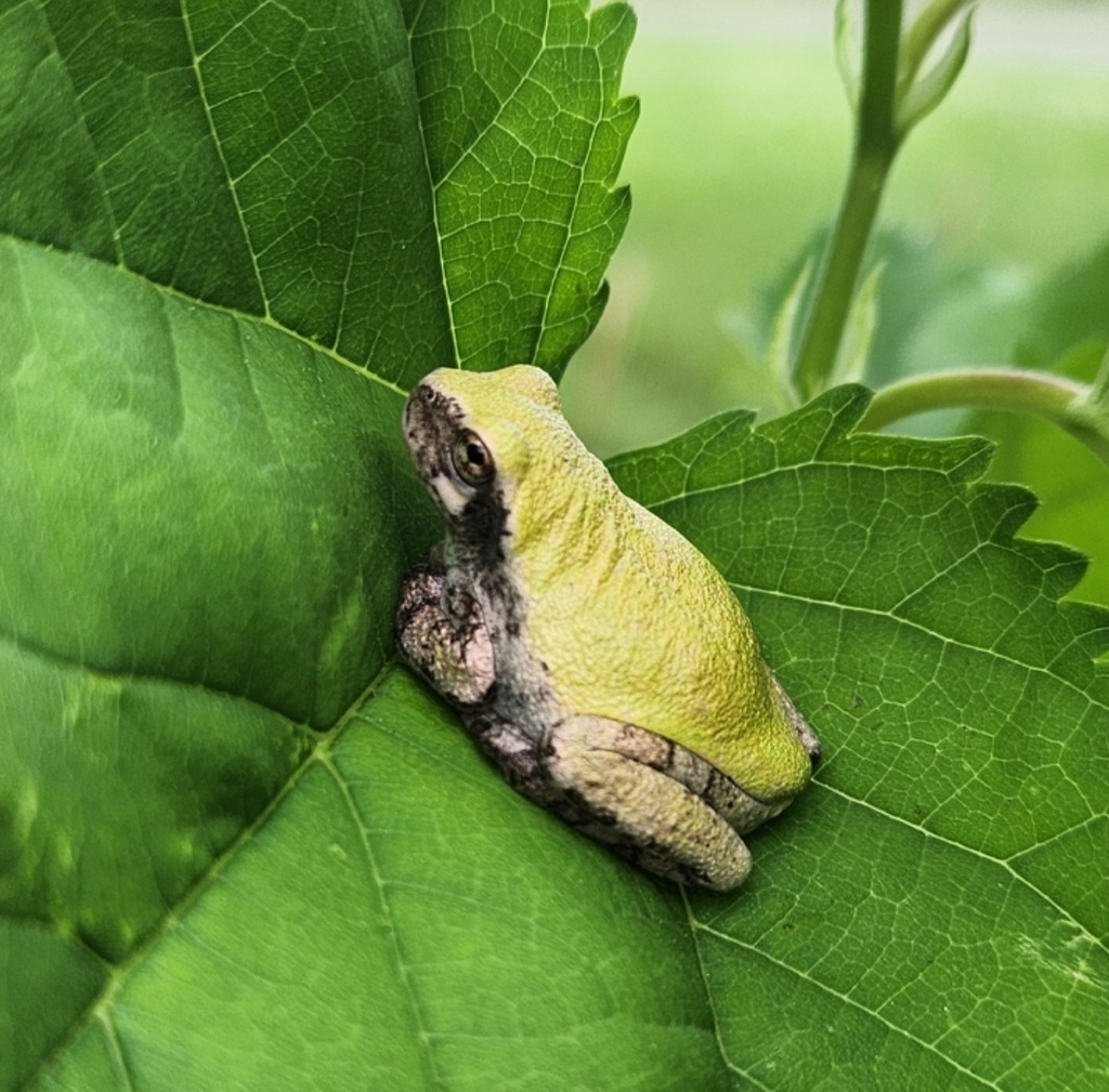 Gray Treefrog from Okay, OK, USA on June 8, 2024 at 10:36 AM by Jon ...