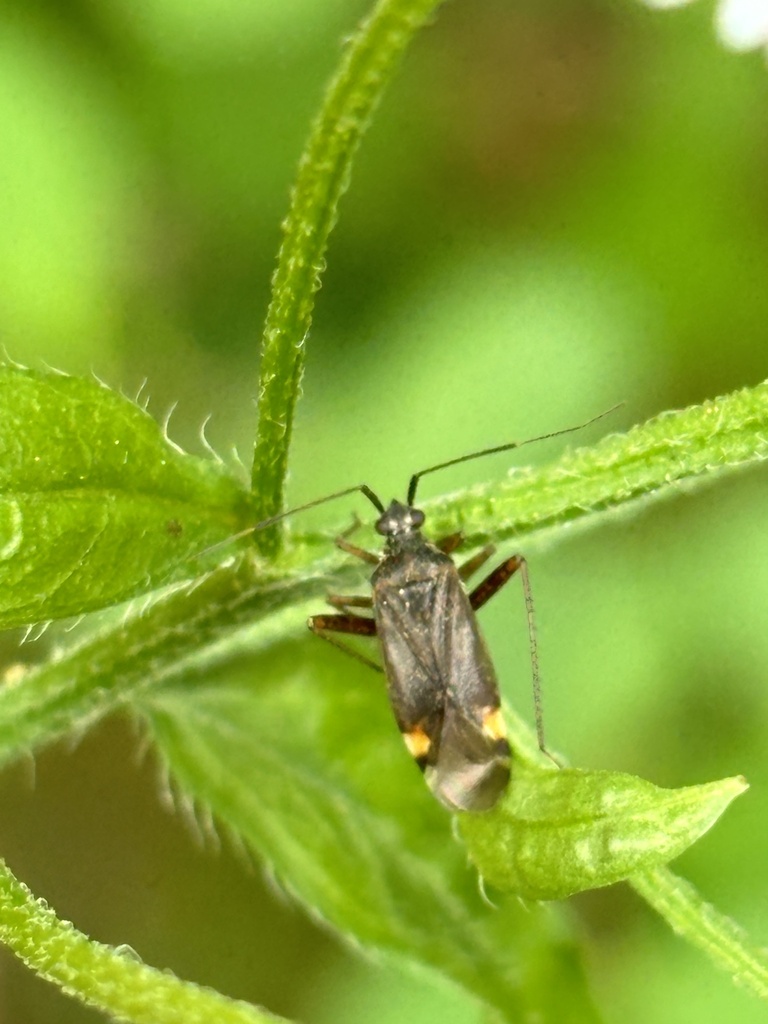 spotted plant bug from Woodway Rd, Stamford, CT, US on June 9, 2024 at ...