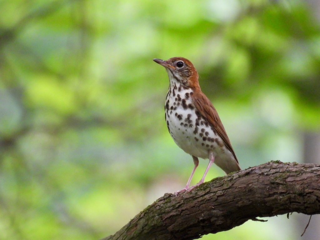 Wood Thrush from Columbia, MD, USA on June 9, 2024 at 08:57 AM by Tim ...