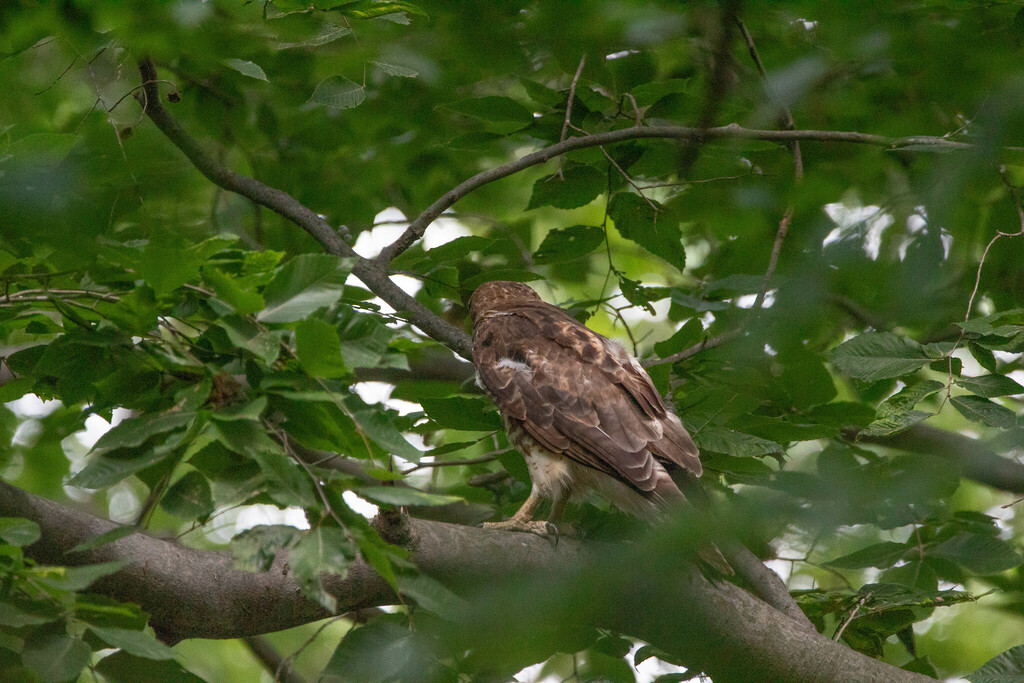 Red-tailed Hawk from Stafford County, US-VA, US on June 9, 2024 at 03: ...