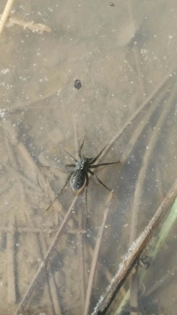Wolf Spiders and Allies from Columbia County, US-WA, US on May 18, 2019 ...