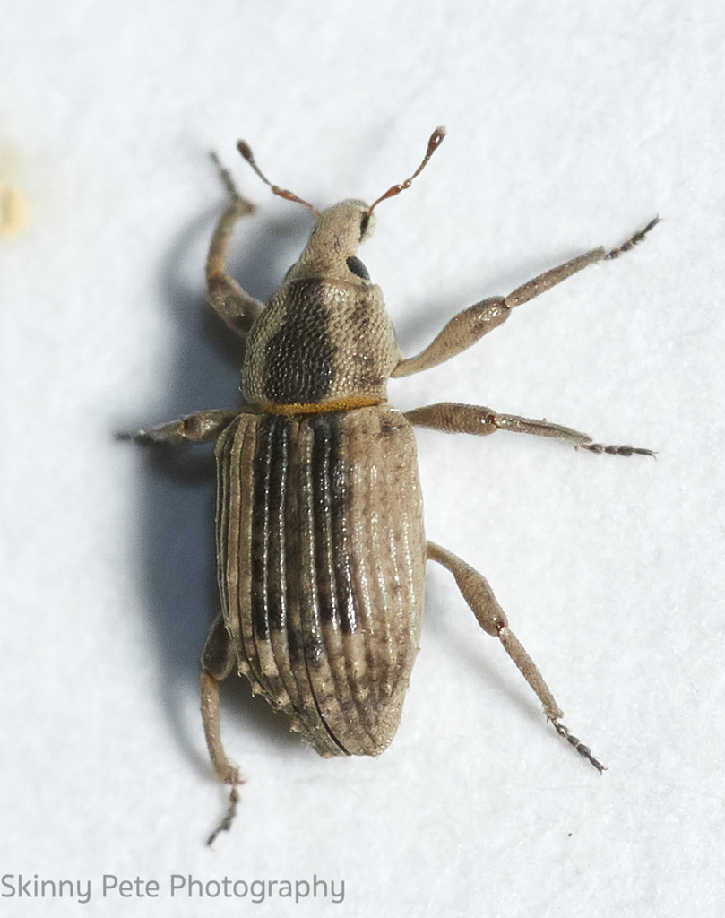 Rice Water Weevil from Home on June 8, 2024 at 10:30 PM by Peter May ...