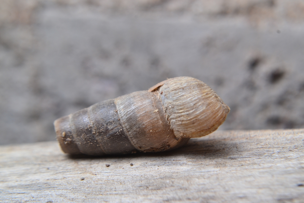 Decollate Snail from Tiscareño, 20344 Villa Lic. Jesús Terán, Ags ...