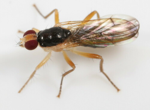 Cordilura dimidiata · iNaturalist