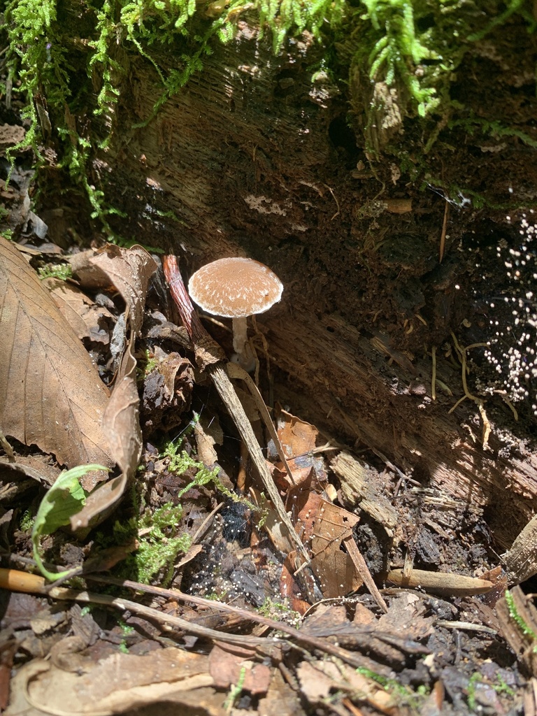 Psathyrella spintrigeroides from Hoosier National Forest, Paoli, IN, US ...