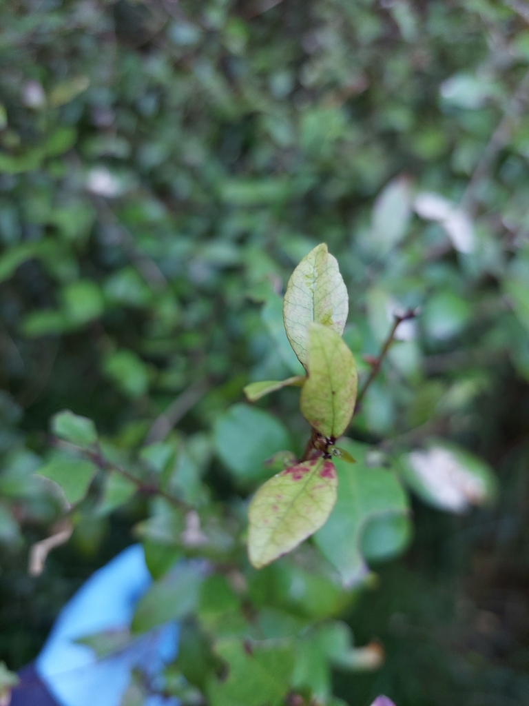 Swamp maire from Nevay Road (near 170), Karaka Bays, Wellington 6022 ...