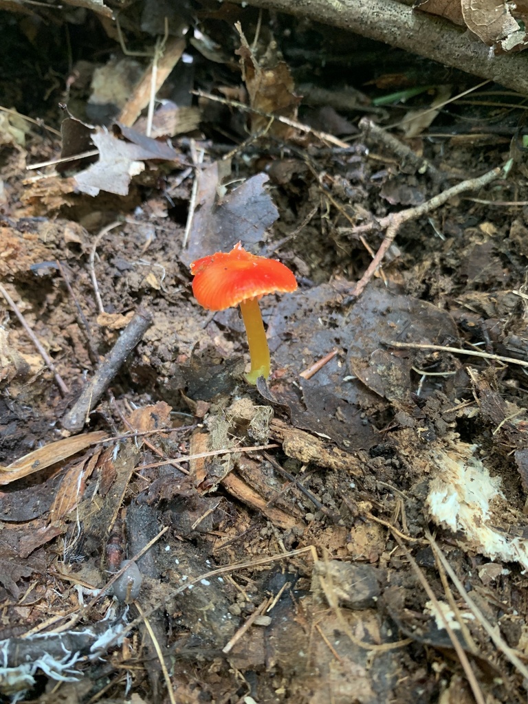 Hygrocybe glutinipes rubra from Hoosier National Forest, Paoli, IN, US ...