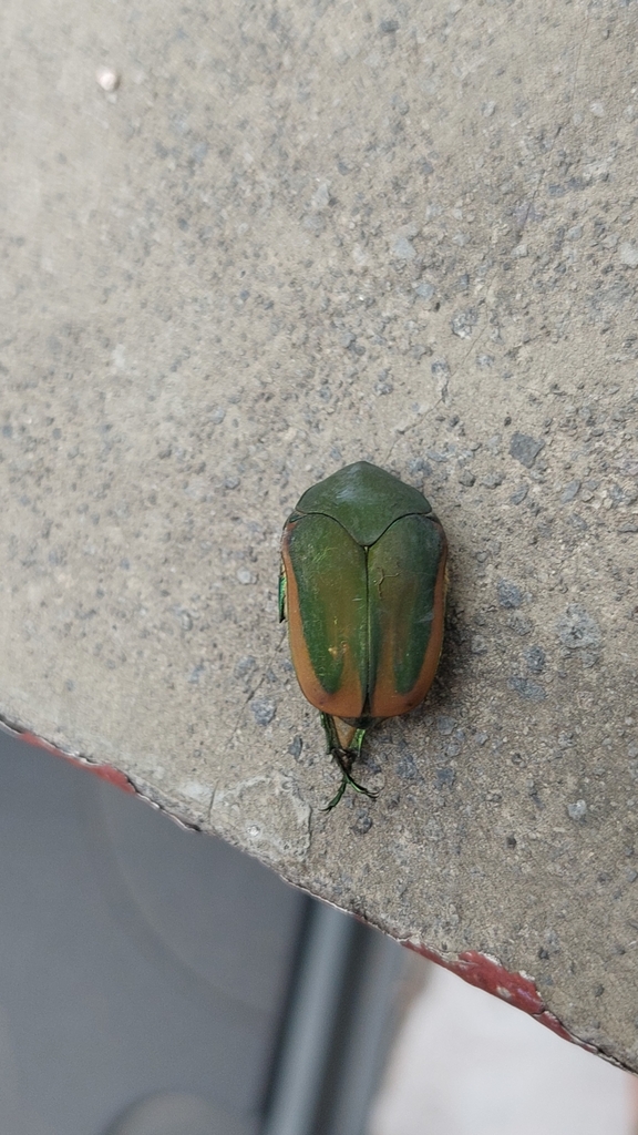Figeater Beetle in June 2024 by Marina Belem · iNaturalist