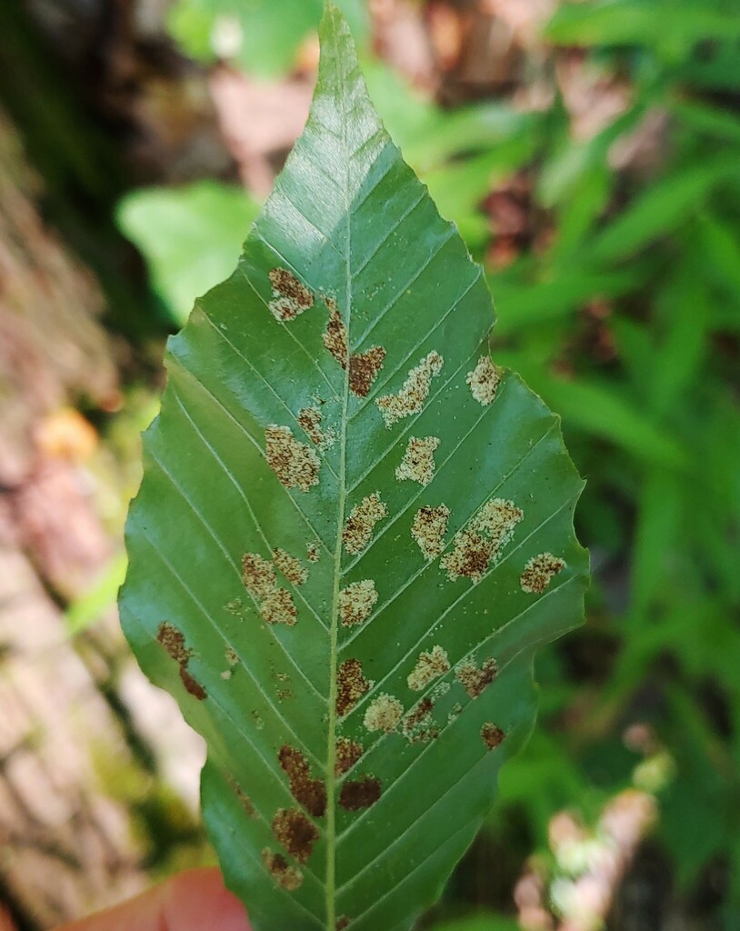 beech erineum mite from Dekalb County, GA, USA on June 7, 2024 at 09:34 ...