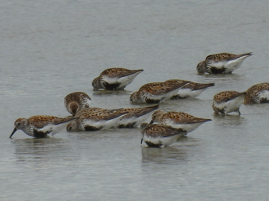 Dunlin from Newport, UK on June 9, 2024 at 02:15 PM by Phil James ...