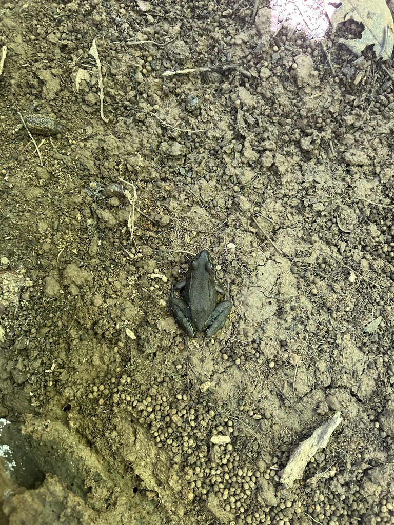 Green Frog from Congaree National Park, Hopkins, SC, US on June 8, 2024 ...