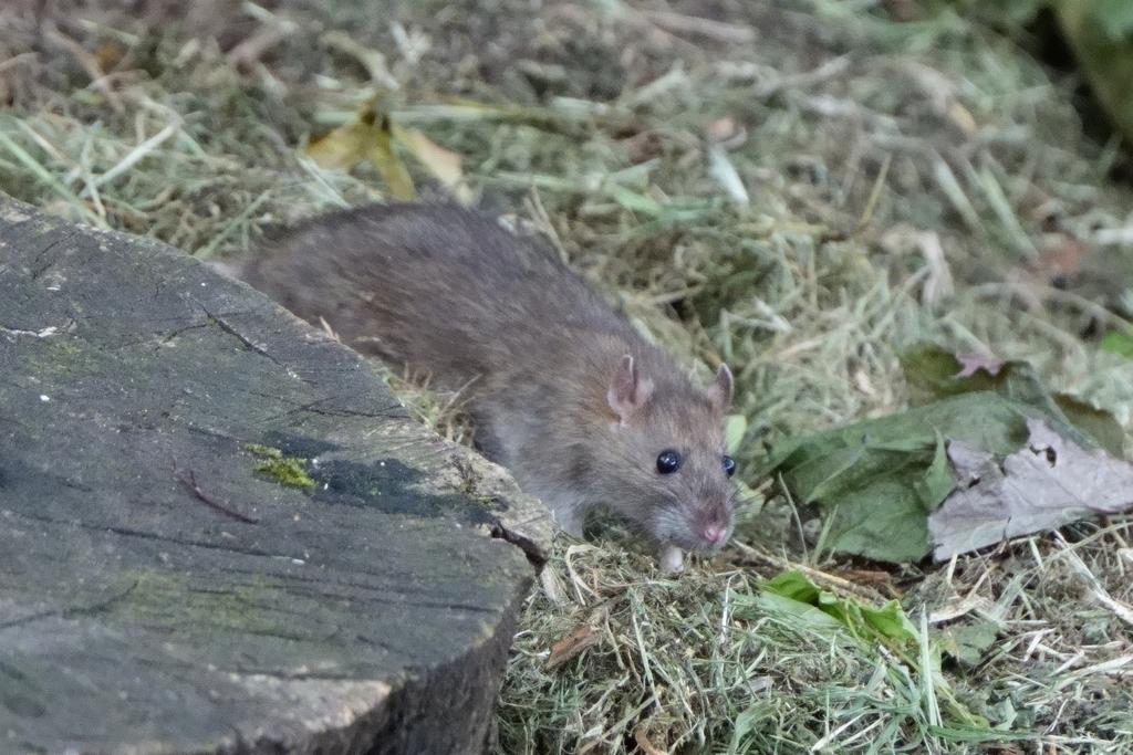 Brown Rat from London, UK on June 8, 2024 at 01:02 PM by Happy Bird ...