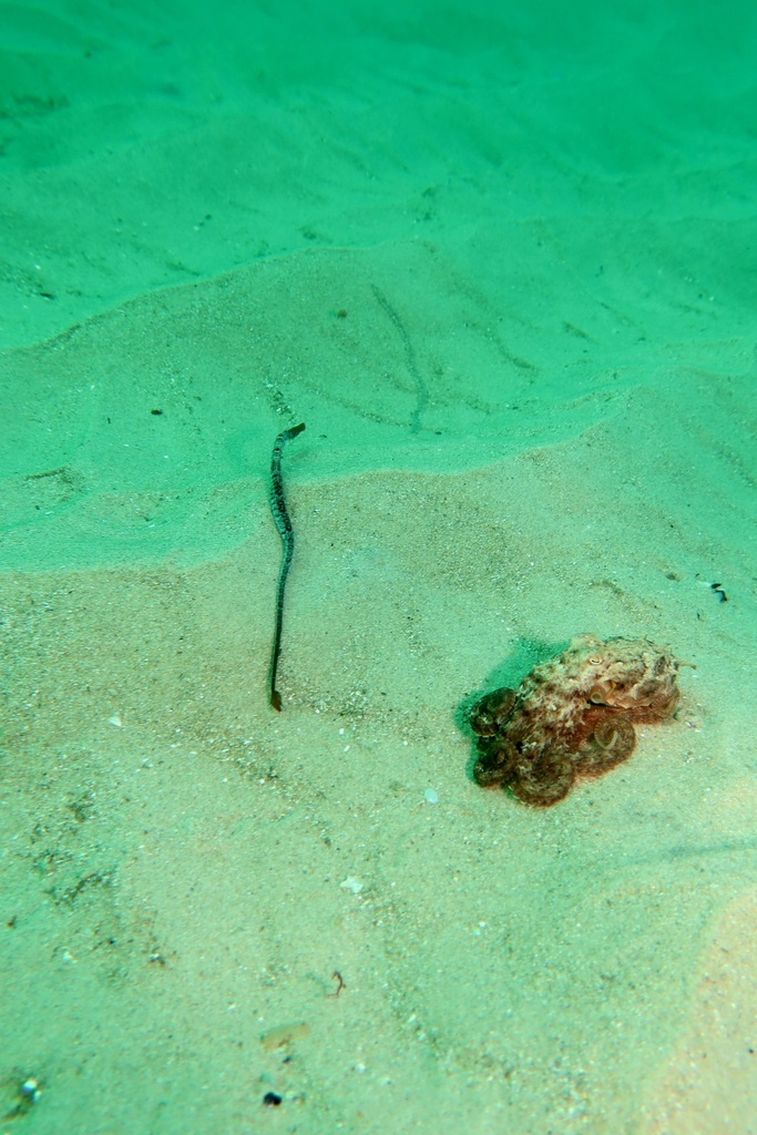 Crested Pipefish from Noarlunga Jetty on June 9, 2024 at 12:14 PM by ...