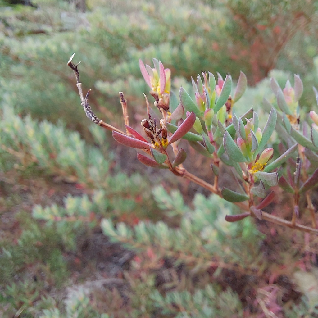 Myrtle Rust from Brierfield NSW 2454, Australia on June 9, 2024 at 04: ...