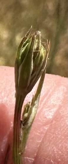 Kellogg's yampah (Perideridia kelloggii) - Botanical Realm
