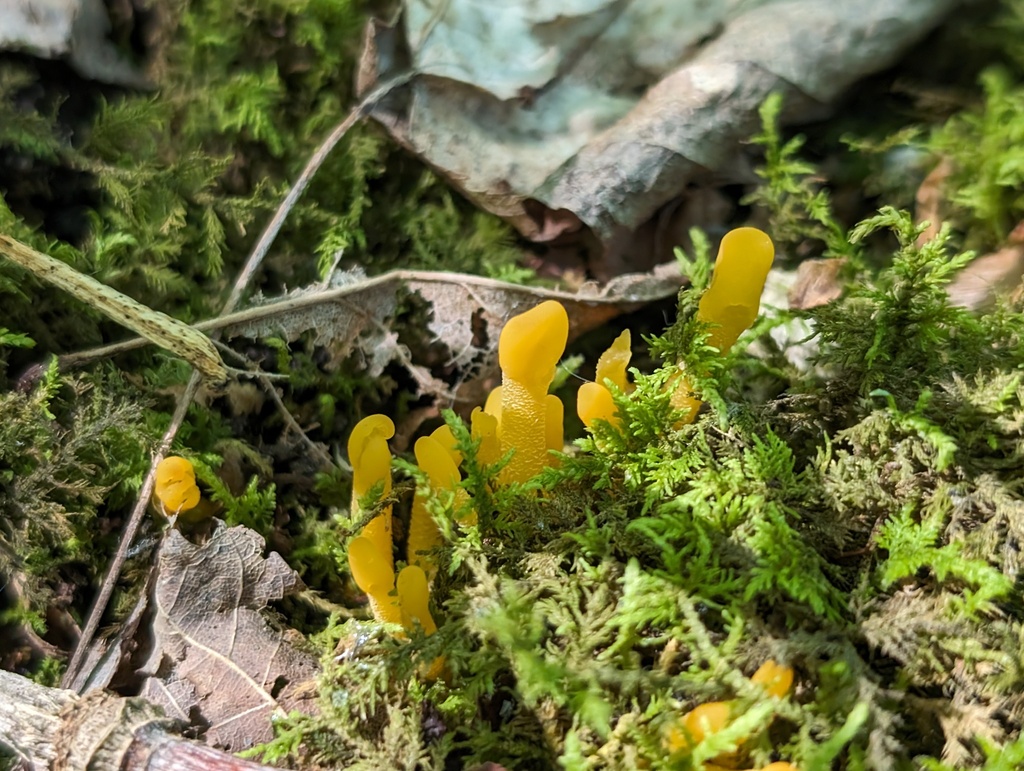 orange earthtongue from Waterloo Recreation Area on June 8, 2024 at 10: ...