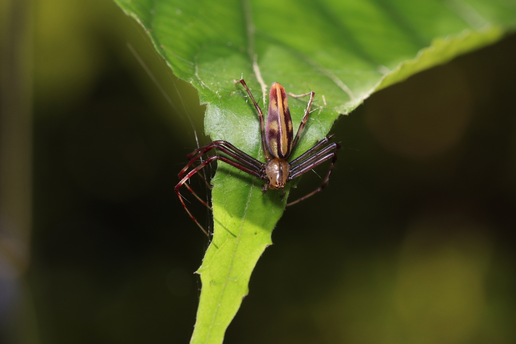 Tapinillus longipes from Sarapiquí, CR-HE, CR on June 8, 2024 at 09:29 ...