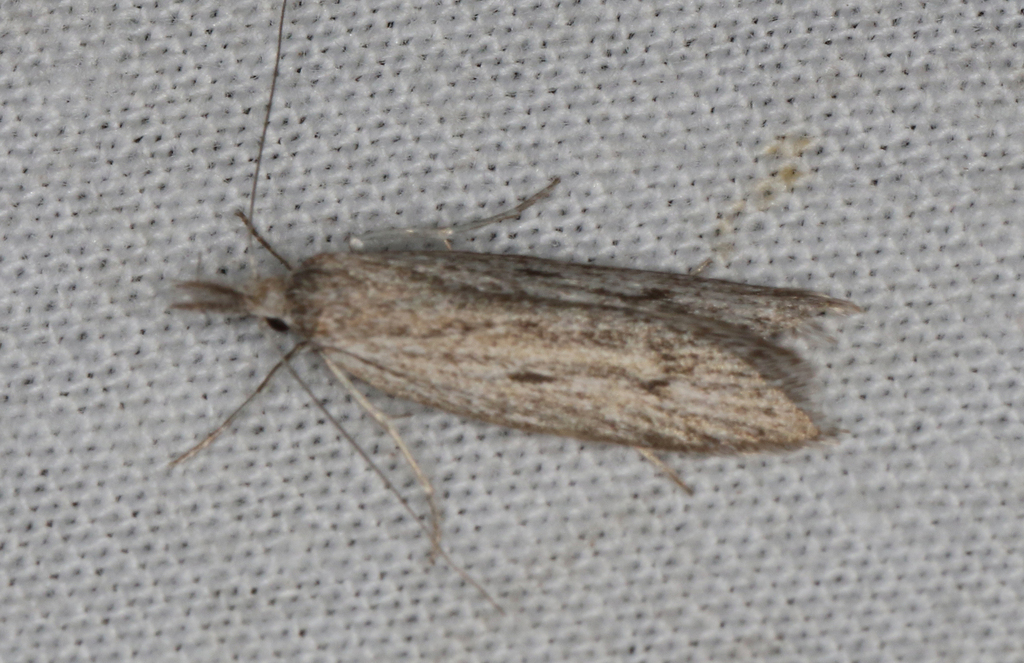 Phryganeutis cinerea from Morwell National Park. Stringybark Ridge ...