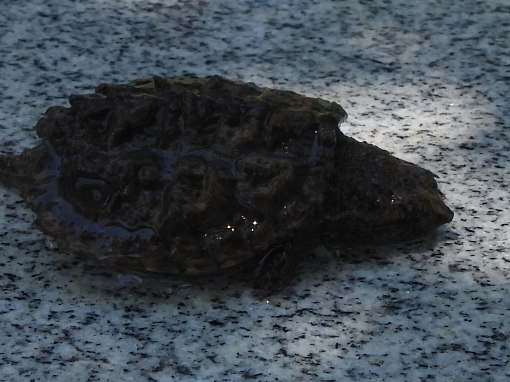 Common Snapping Turtle from Longview, TX, USA on June 9, 2024 at 01:56 ...