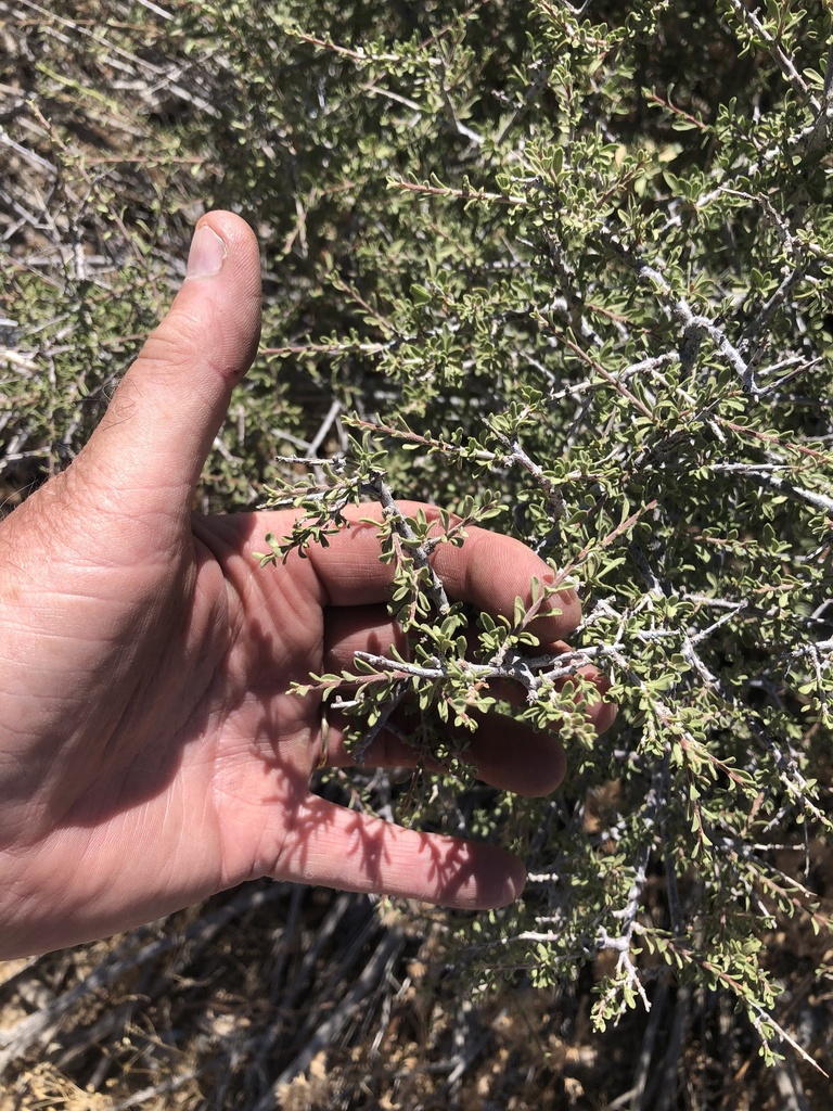 Desert Almond from Hodge Rd, Barstow, CA, US on June 9, 2024 at 09:57 ...