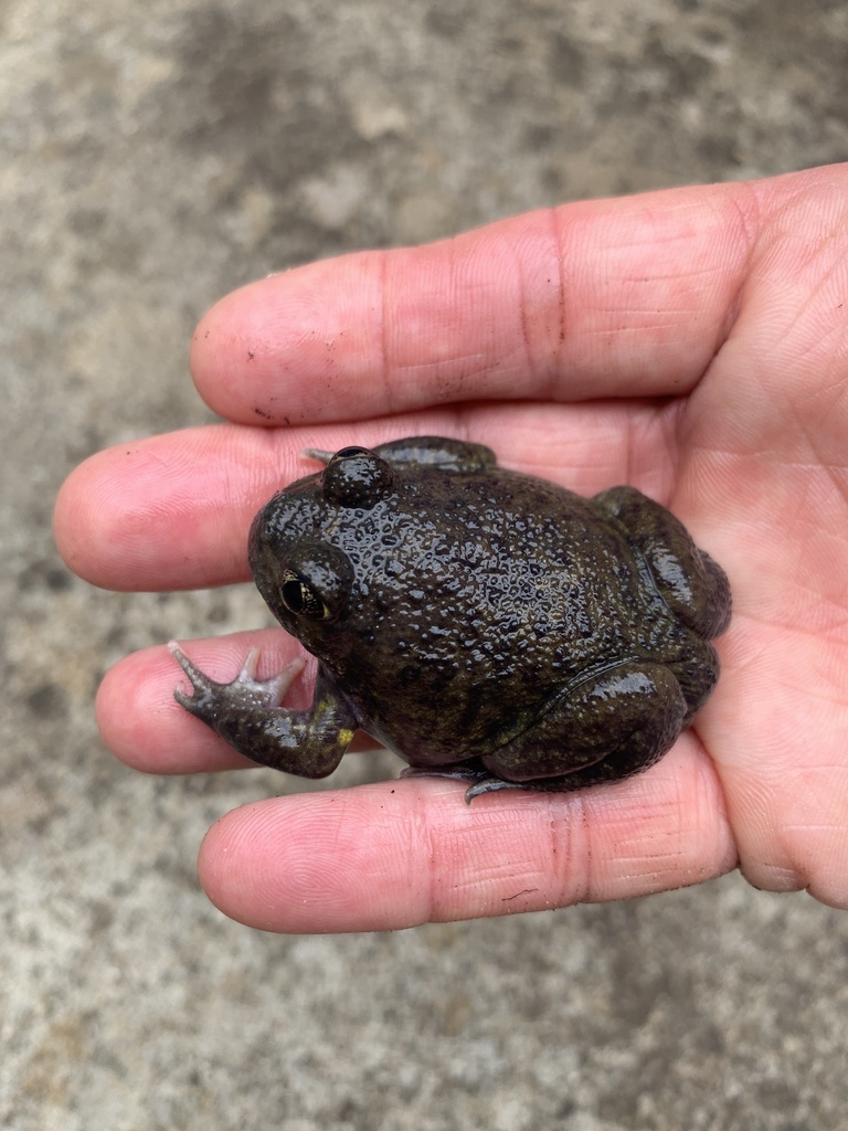 Foam-nesting Ground Frogs from Gum Flat Ward, Urania, SA, AU on January ...
