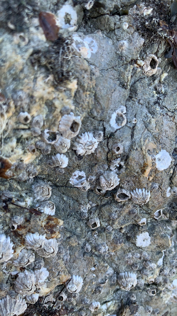 Pacific Acorn Barnacle from Friday Harbor on June 9, 2024 at 04:35 PM ...