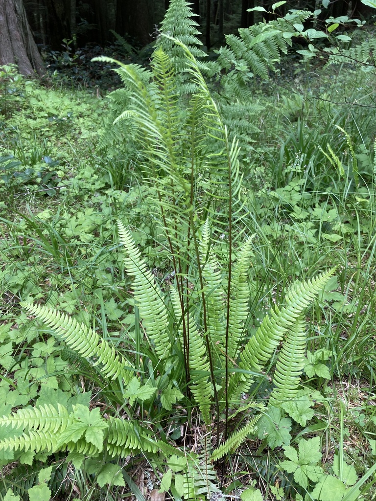 deer fern from Port Angeles, WA, US on June 9, 2024 at 11:03 AM by ...