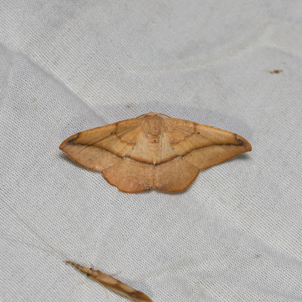 Juniper Geometer Moth from Caroline County, MD, USA on June 1, 2024 at ...