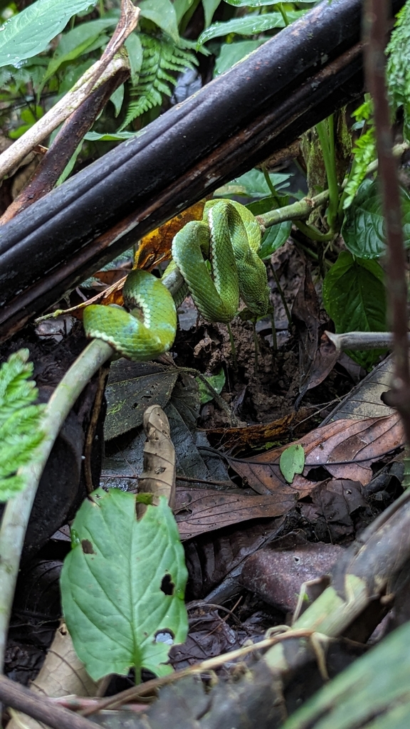 Ecuadorian Eyelash-Viper from Cube, Ecuador on June 9, 2024 at 01:20 PM ...