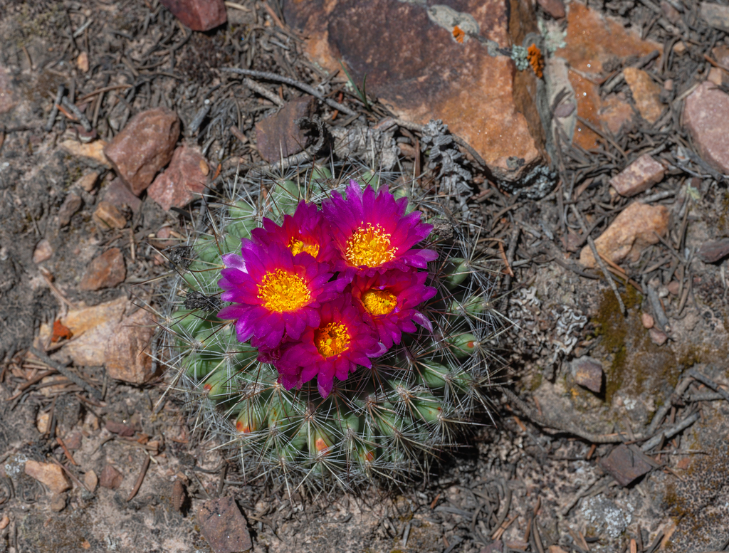 Mountain Ball Cactus in May 2024 by Craig Barfoot · iNaturalist