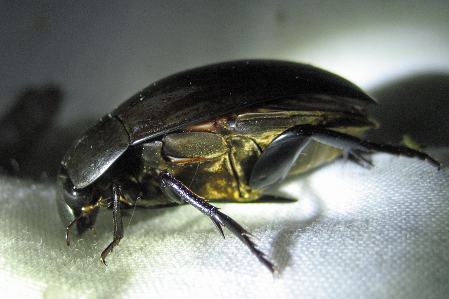 Hydrophilus ovatus from Frontenac County, ON, Canada on June 5, 2024 at ...