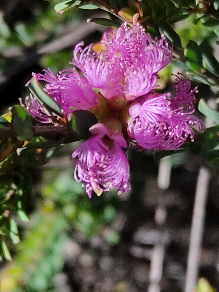 thyme honey-myrtle from Poona, AU-QL-MA, AU-QL, AU on June 10, 2024 at ...