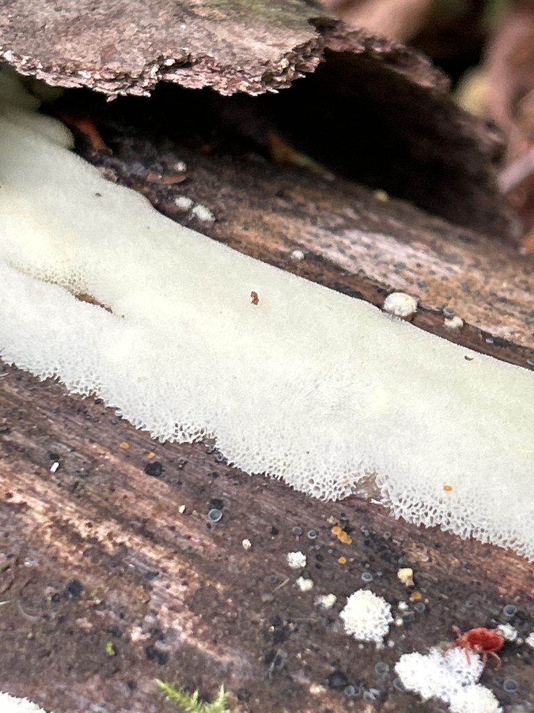 Honeycomb Coral Slime Mold from Fairhaven Park, Bellingham, WA, US on ...