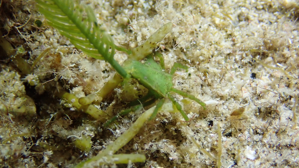 Halimeda Crab from Saipan, CNMI on June 8, 2024 at 05:50 PM by nmi ...