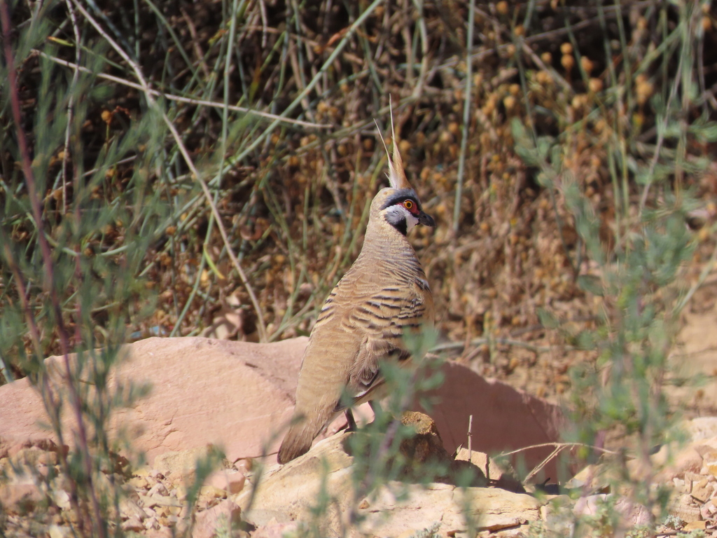 Spinifex Pigeon from Birdsville QLD 4482, Australia on September 23 ...