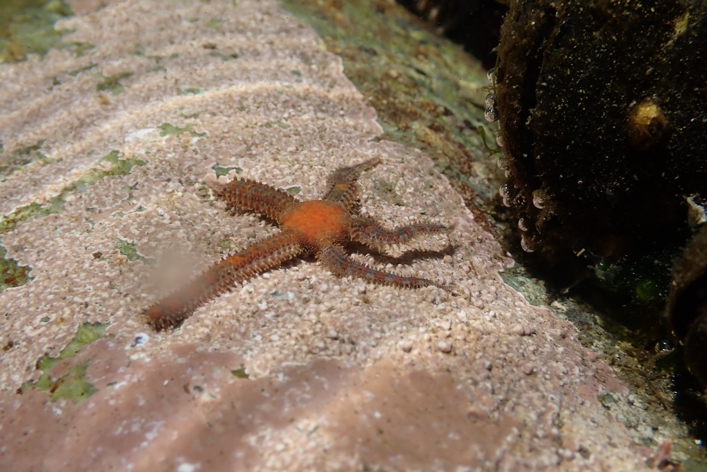 Ophiopholis from Port Angeles on June 8, 2024 at 11:03 AM by kirk ...