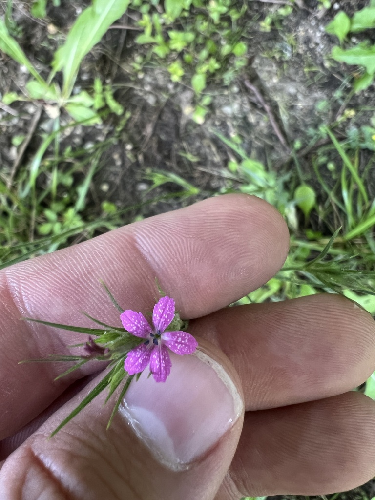 Deptford pink from Titus Rd, Batavia, OH, US on June 9, 2024 at 04:30 ...
