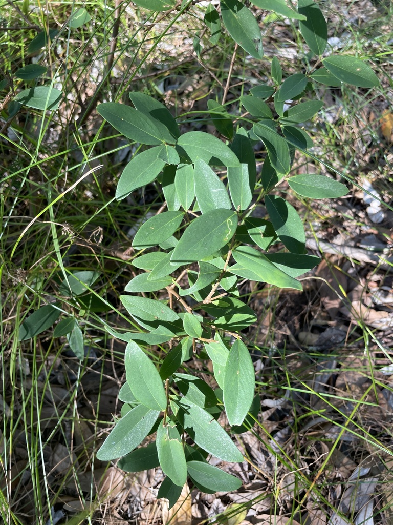 Bootlace Plant from Brunswick Heads, NSW, AU on June 10, 2024 at 10:38 ...