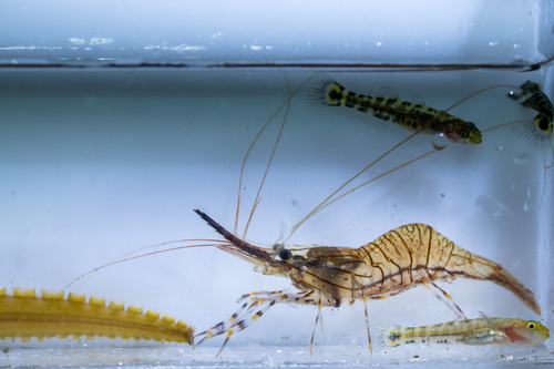 Gladiator prawn (Palaemon ortmanni) · iNaturalist